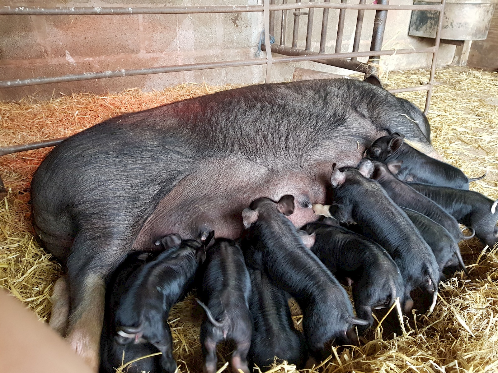 Home | Berkshire Pig Breeders Club