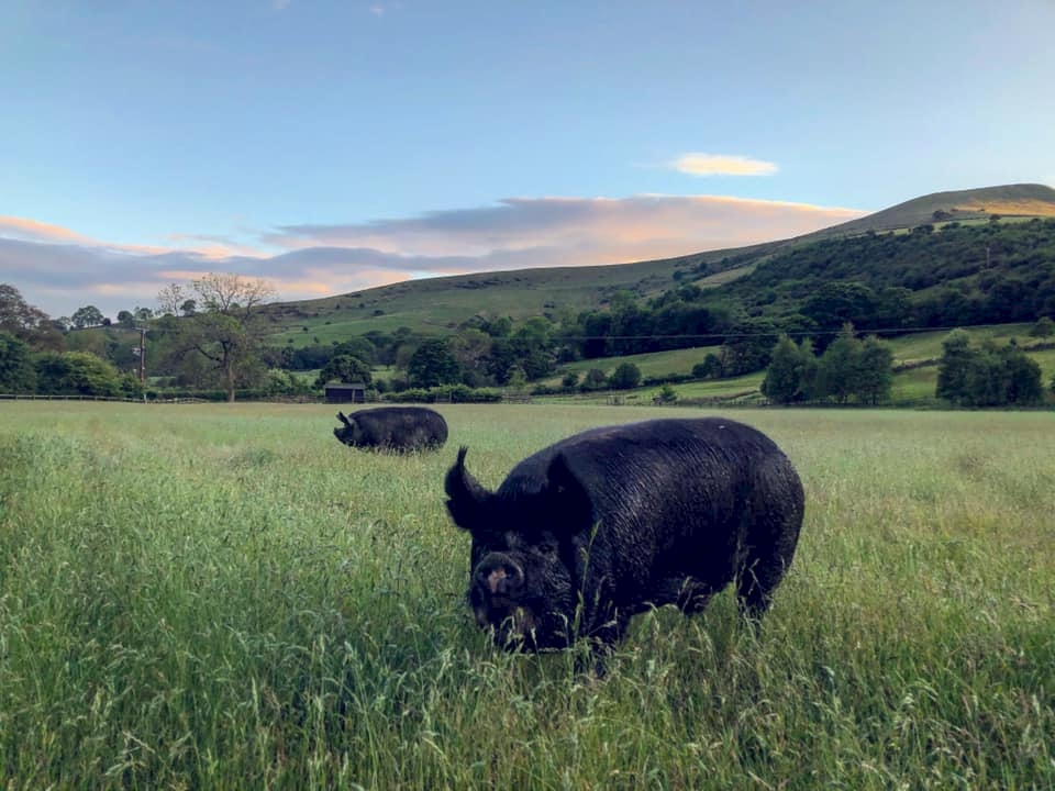 Home | Berkshire Pig Breeders Club