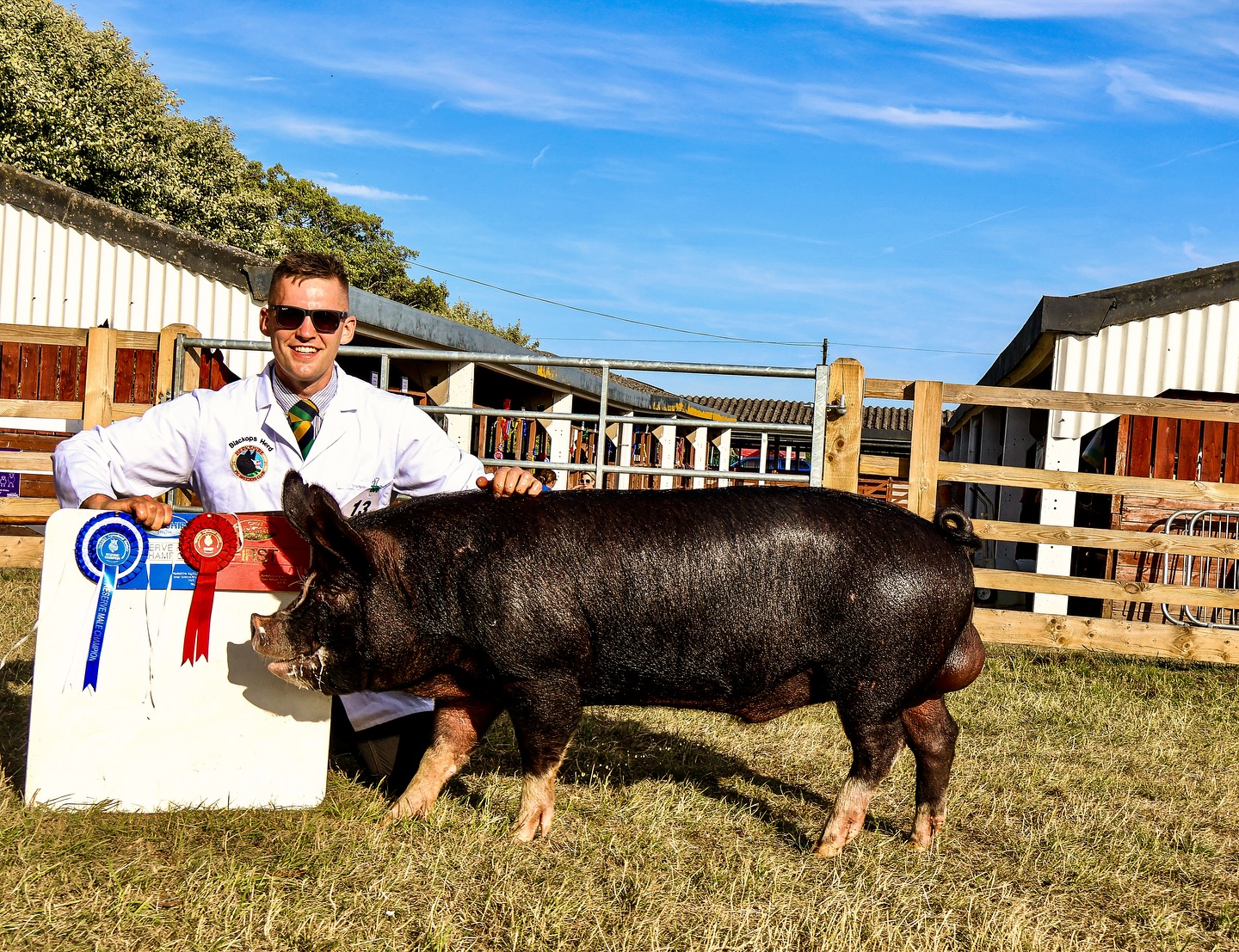 Pedigree Freight Train Boar For sale | Berkshire Pig Breeders Club